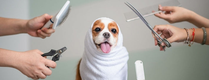Toilettage chien : guide complet, soins et tarifs 2026 | Chien Heureux