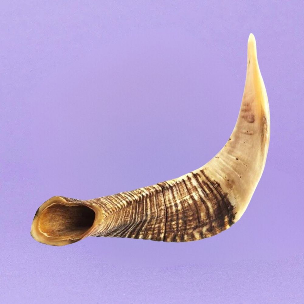 Corne de mouton | Mastication - Chien Heureux